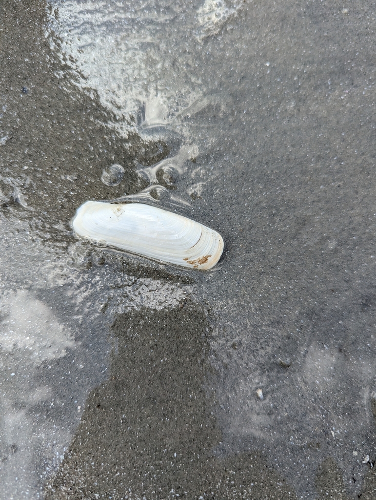 Stout Tagelus from Beaufort, NC, USA on April 13, 2025 at 02:15 PM by ...