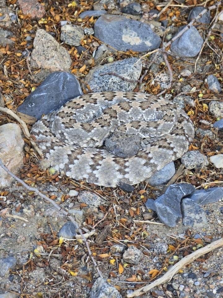 Panamint Rattlesnake from Death Valley National Park, Death Valley, CA ...