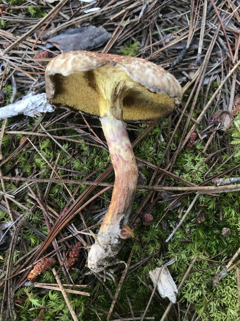 Painted Suillus from Rainy River, CA-ON, CA on August 10, 2019 at 07:04 ...