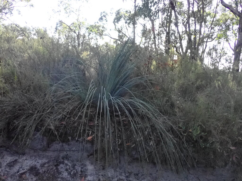 Austral Grass-tree from Carlisle River VIC 3239, Australia on April 13 ...