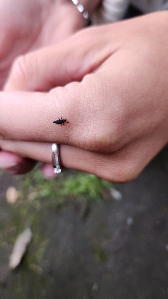 Black-spotted Lady Beetles from Fendalton, Christchurch, New Zealand on ...
