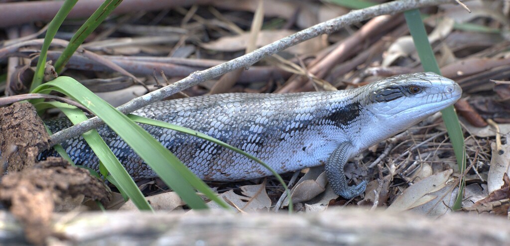 Common Bluetongue from Sydney NSW, Australia on April 14, 2025 at 03:55 ...