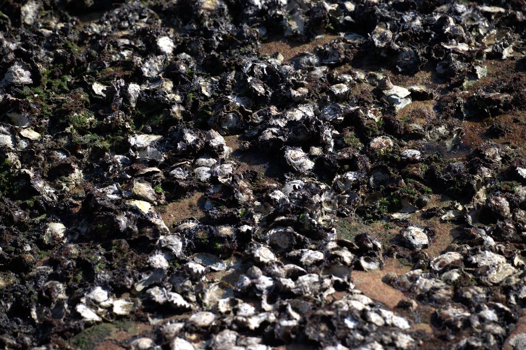 Sydney Rock Oyster from Sydney NSW, Australia on April 14, 2025 at 03: ...