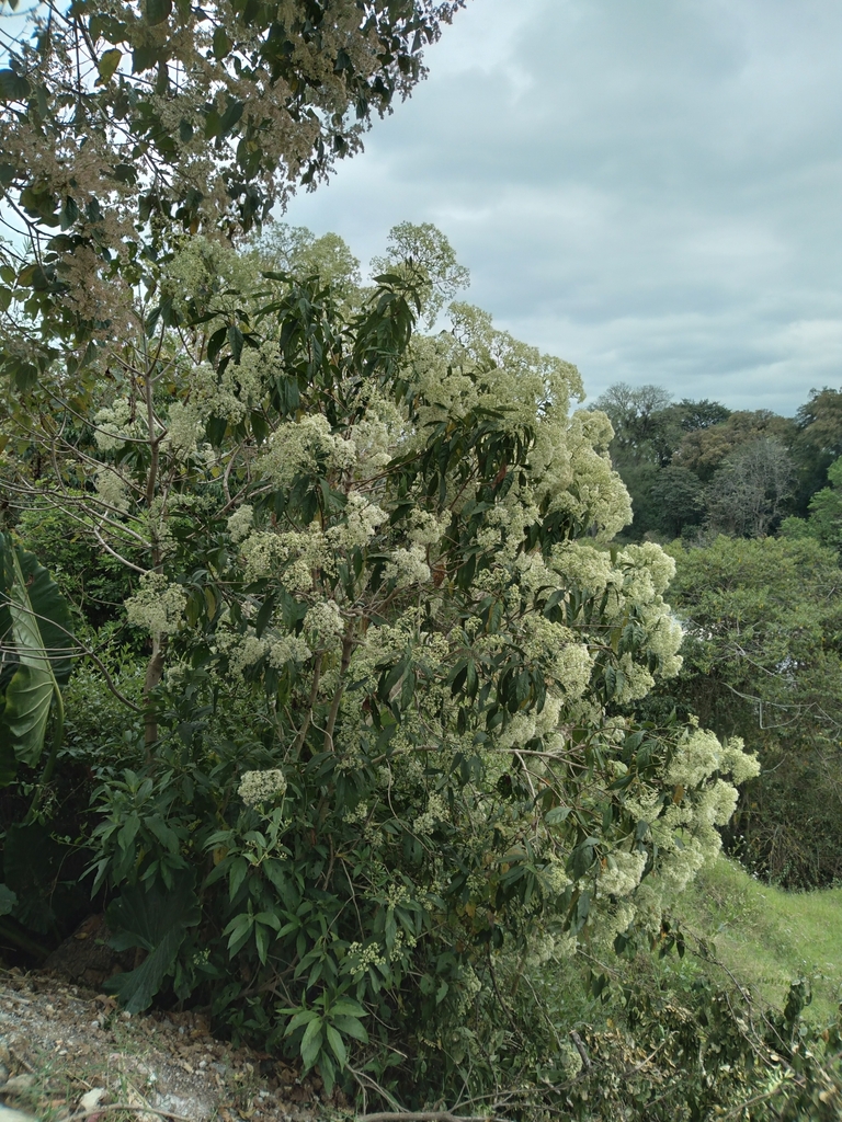 Critonia daleoides from Bella Vista, 91097 Xalapa-Enríquez, Ver ...