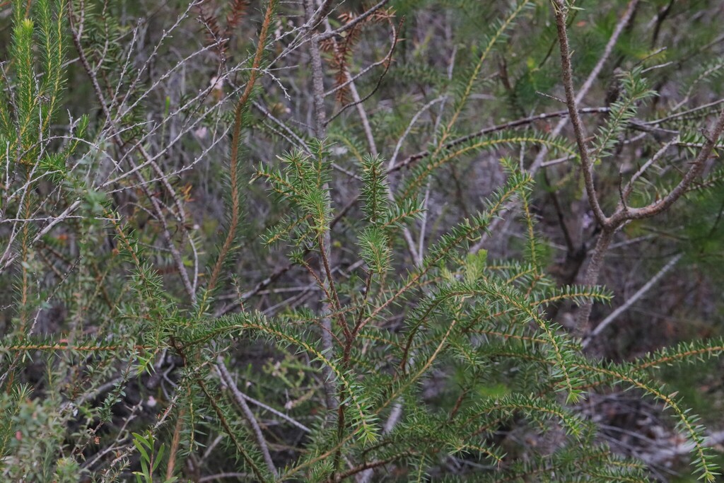 Spike Wattle from Patonga NSW 2256, Australia on April 1, 2025 at 10:56 ...