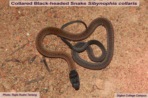 Collared Black-headed Snake (Sibynophis collaris) - Snakes and Lizards