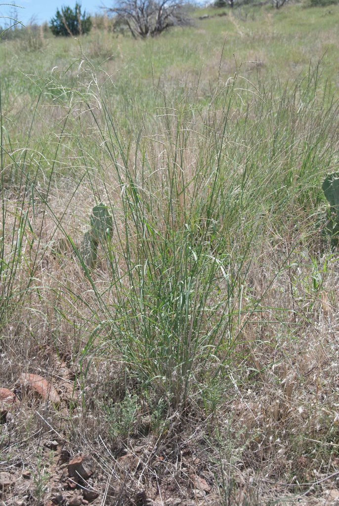 green sprangletop (Bunchgrasses of the McDowell Sonoran Preserve ...