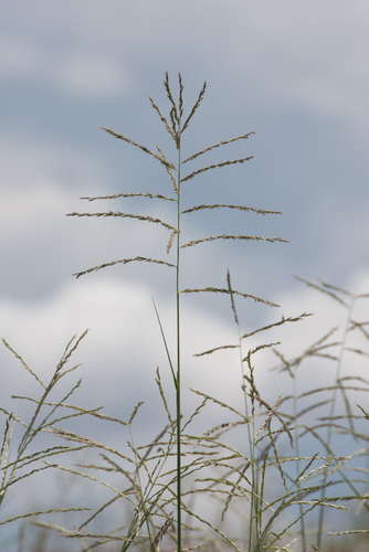 green sprangletop (Bunchgrasses of the McDowell Sonoran Preserve ...