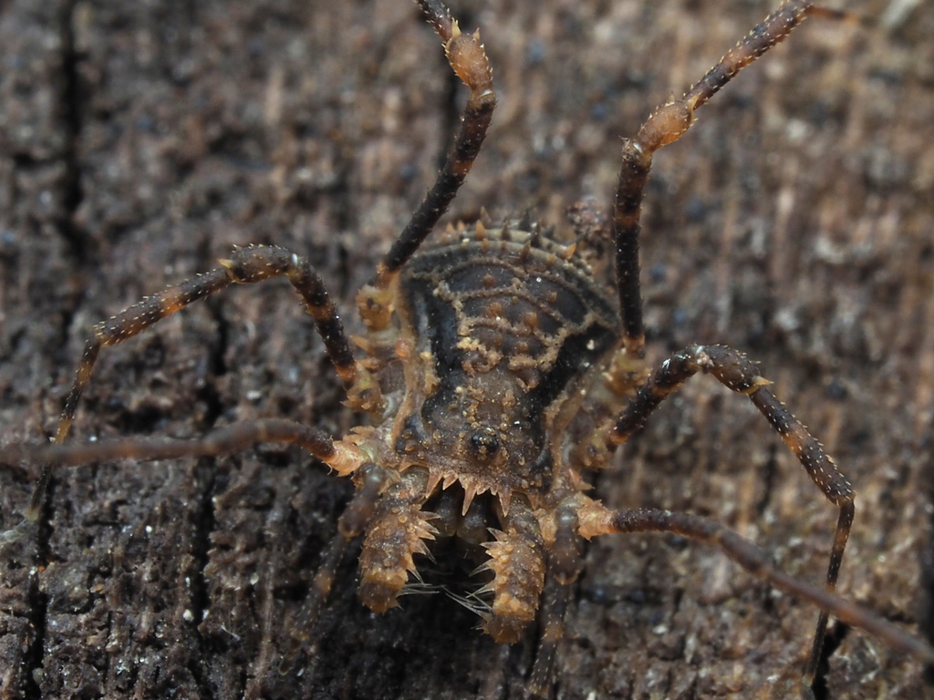 Algidia nigriflava from Picton, New Zealand on April 13, 2025 at 07:56 ...