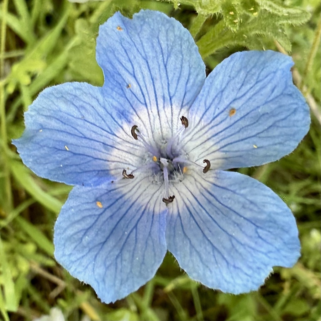 Menzies' baby blue eyes from Las Trampas Wilderness Regional Preserve ...
