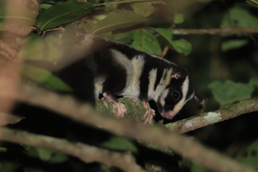 Striped Possum from Lake Eacham QLD, Australia on April 9, 2025 at 11: ...
