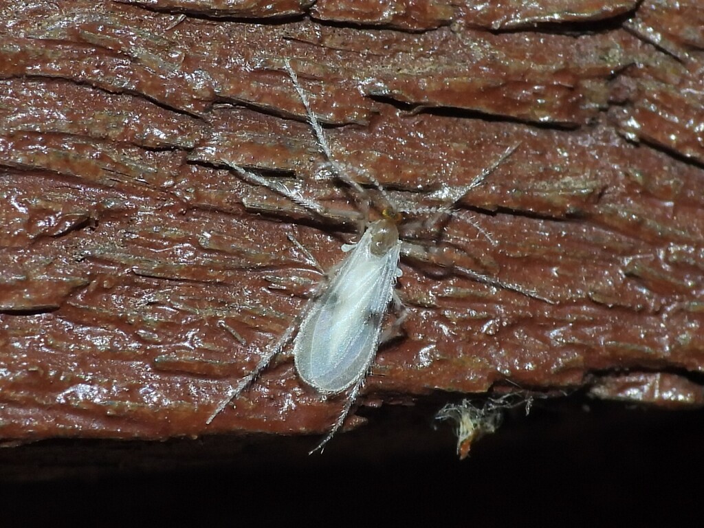 Gall and Forest Midges from Coomba Park NSW 2428, Australia on April 14 ...