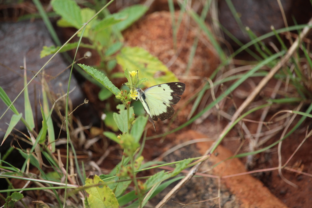 African Common White from Sekhukhune District Municipality, South ...