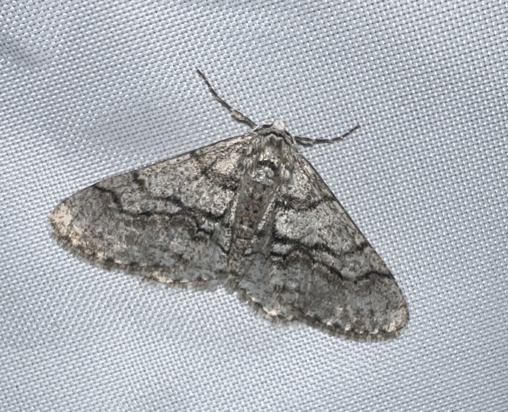 Half-wing Moth from Ch de la Forêt, Rigaud, QC, CA on April 14, 2025 at ...