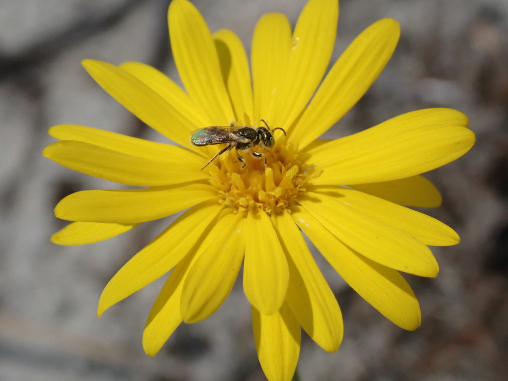 Swenk's Fairy Bee from Nassau, New York, United States on August 17 ...