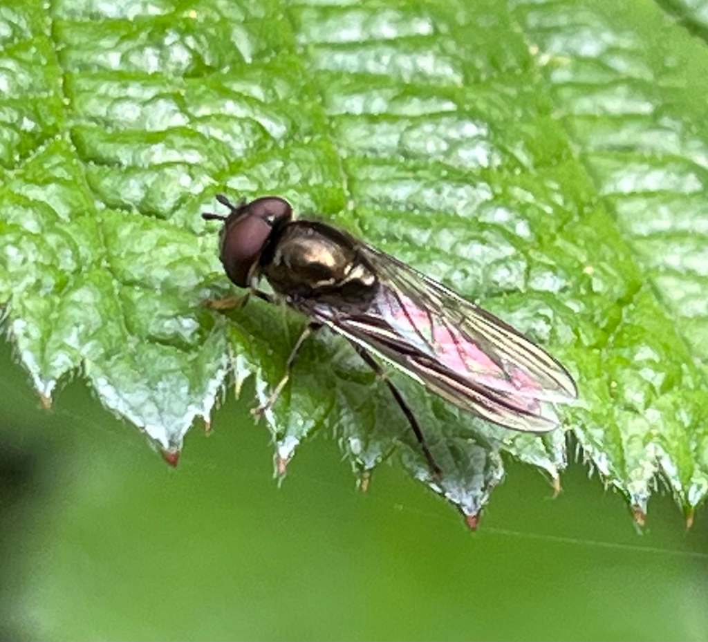 Grey-spotted Sedgesitter from Wavertree Road, London, England, GB on ...