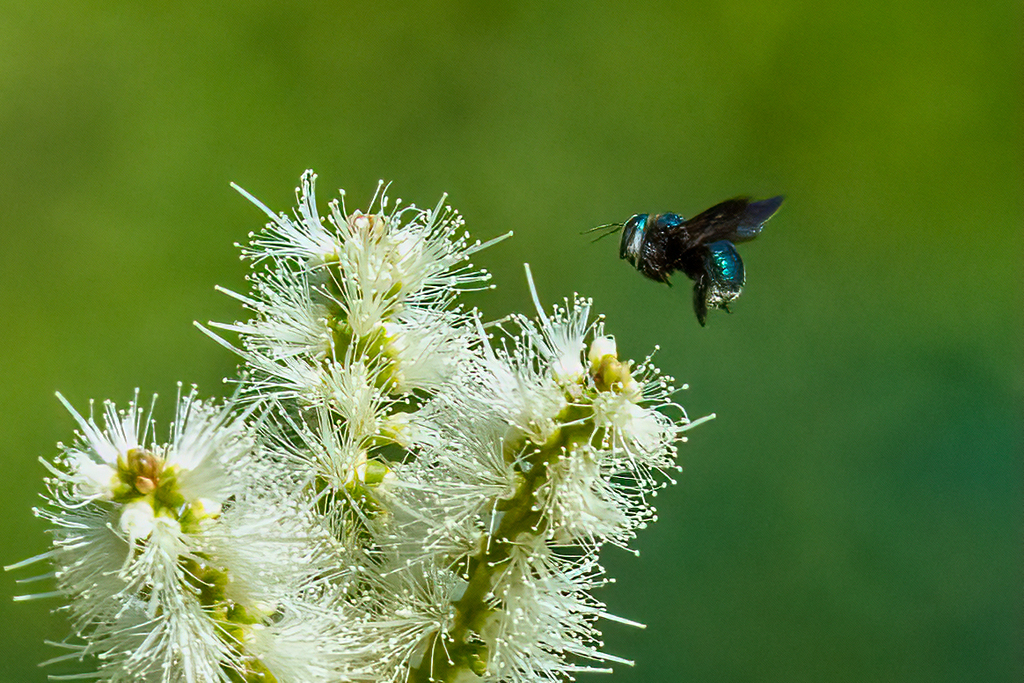 Large Carpenter Bees from Creekside, Springfield lakes on March 24 ...