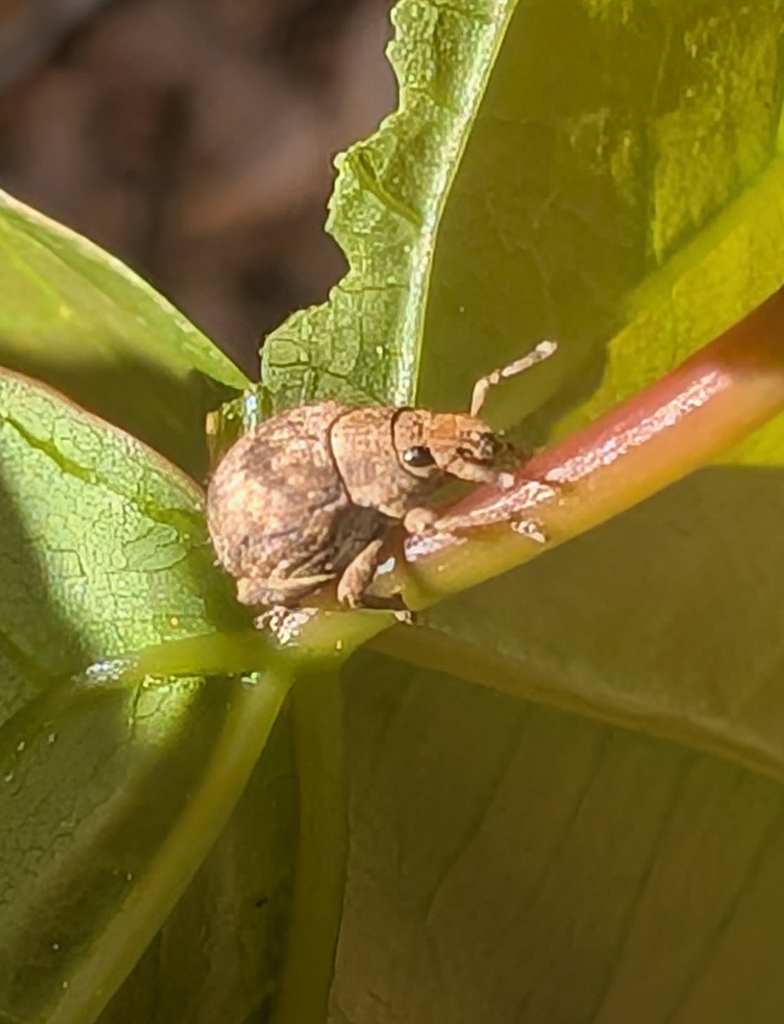 Two-banded Japanese Weevil from Virginia Beach, VA 23464, USA on April ...