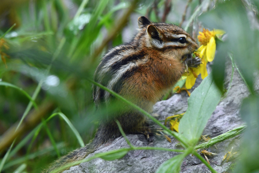 Red-tailed Chipmunk from Flathead County, MT, USA on August 13, 2019 at ...