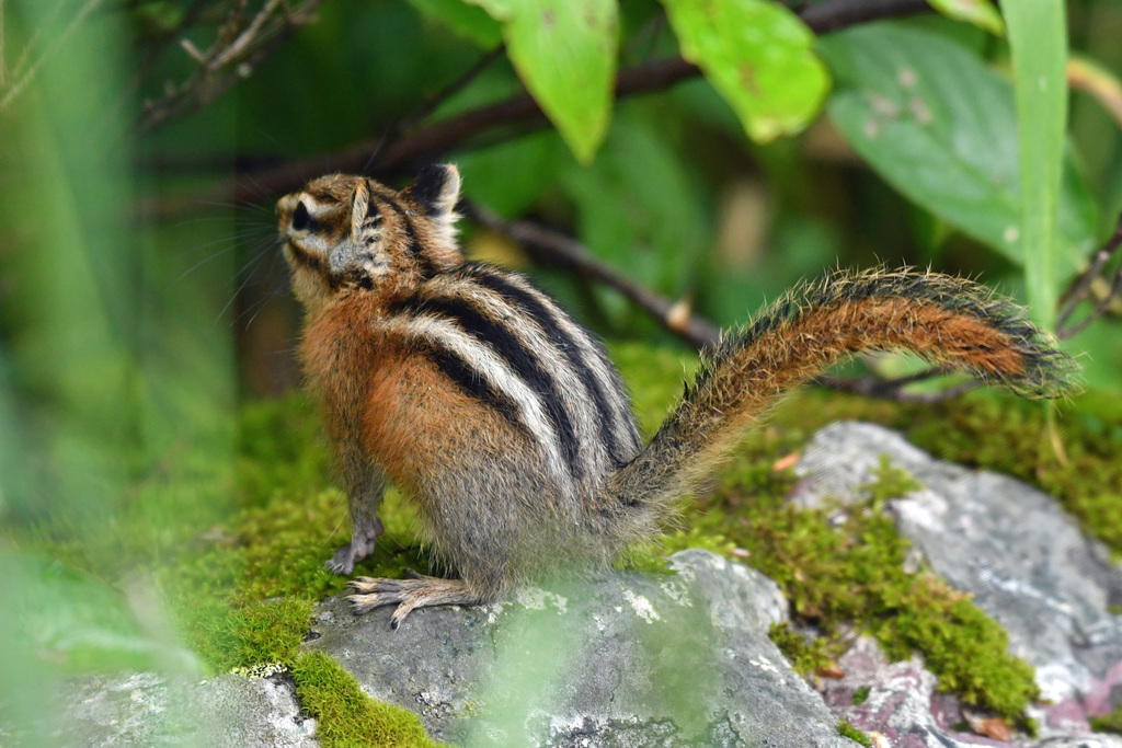 Red-tailed Chipmunk (Neotamias ruficaudus) - Know Your Mammals