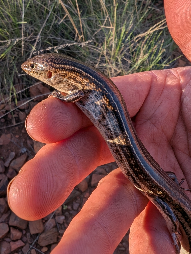 Ctenotus Skinks from Nullagine WA 6758, Australia on April 8, 2025 by ...