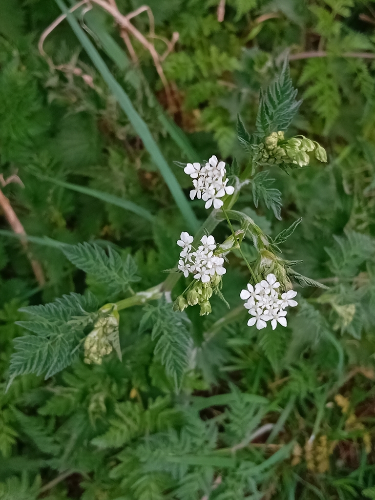 Cow Parsley from Lenton, Nottingham, UK on 14 April, 2025 at 12:57 PM ...