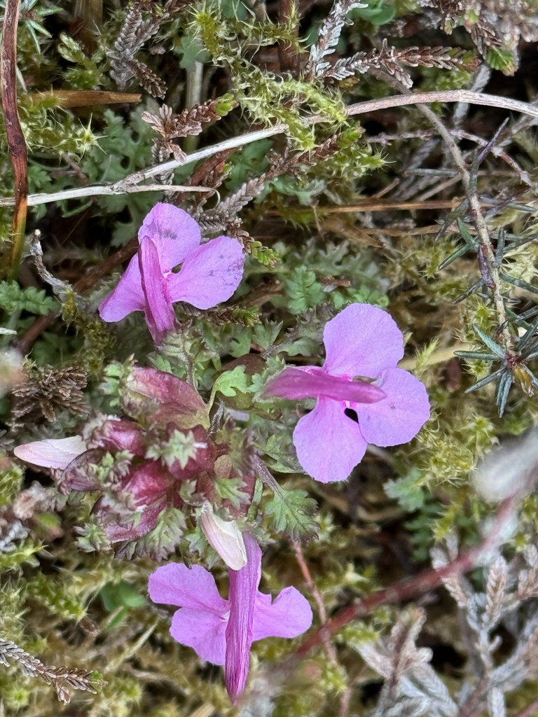 Common Lousewort from Treverbyn, St Austell, England, GB on April 13 ...