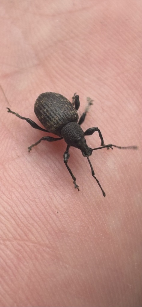 Black Vine Weevil from Dorset National Landscape, Dorchester, England ...