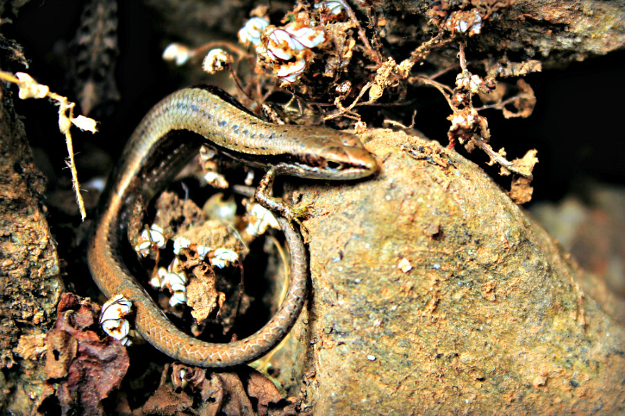 Sikkim Ground Skink (Herpetofauna of Lumbini) · iNaturalist