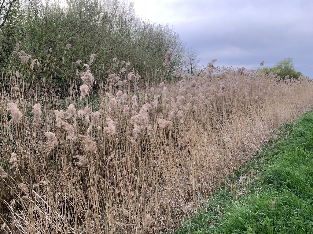 common reed from Haven, Grimsby, England, GB on April 13, 2025 at 06:02 ...