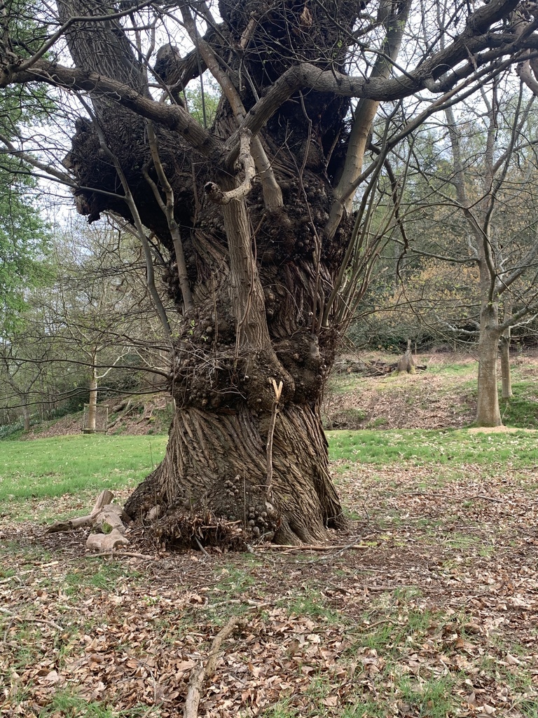 Sweet Chestnut from Albury Park, Guildford, England, GB on April 14 ...