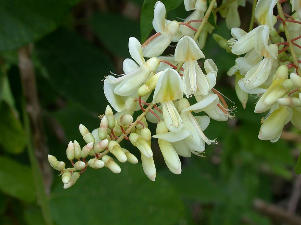 (Wisteriopsis japonica) - Botanical Realm