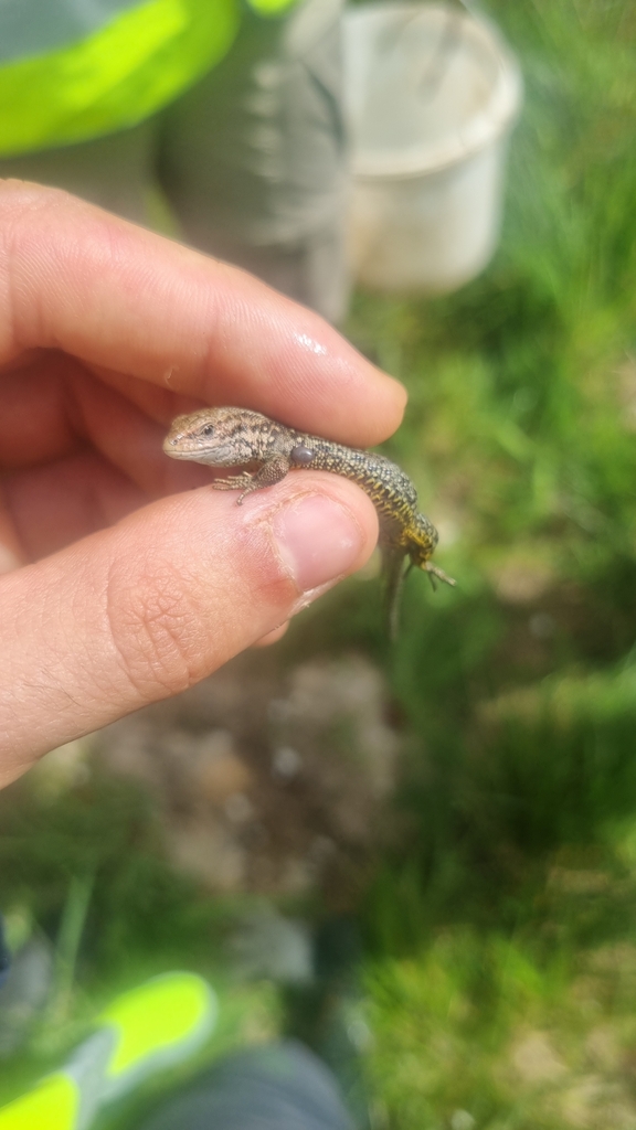 Viviparous Lizard in April 2025 by Théo · iNaturalist