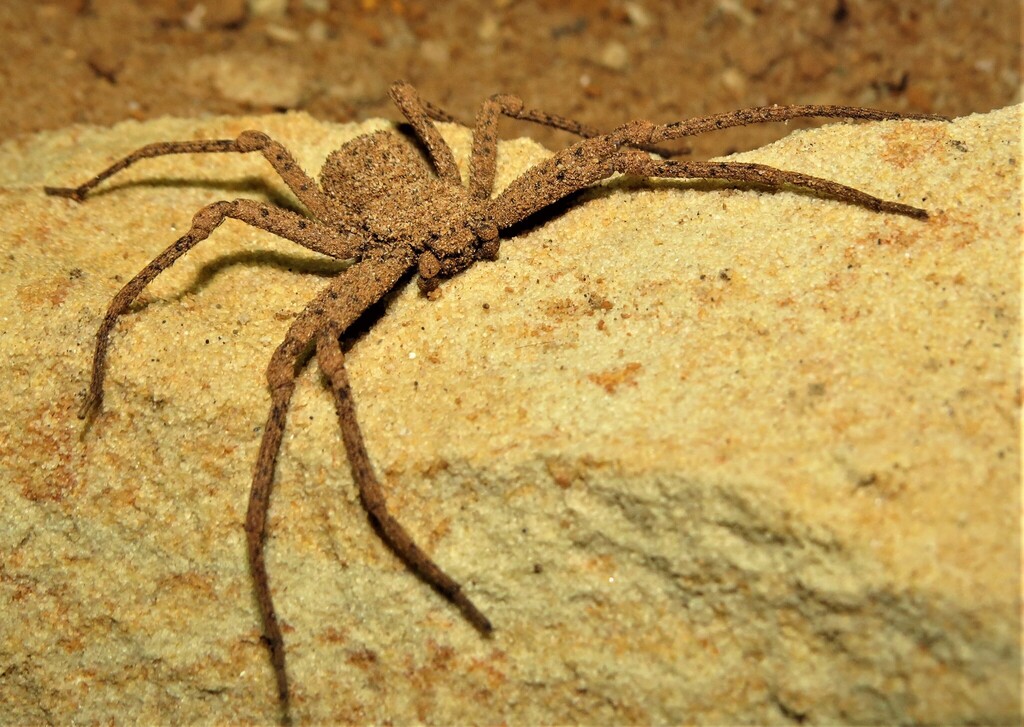 Sicarius ornatus from Santo Amaro - State of Bahia, Brazil on June 12 ...