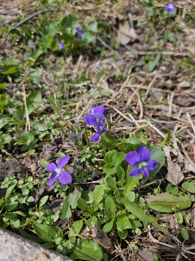 violets in April 2025 by melody_medley · iNaturalist