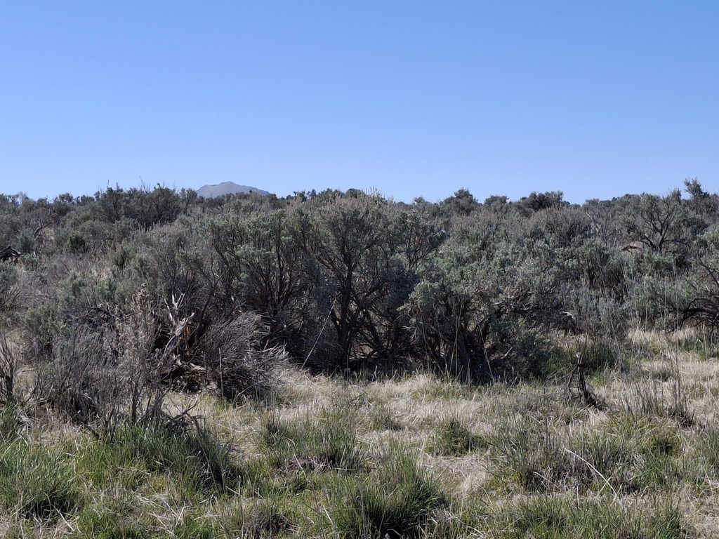 Big Sagebrush from Corinne, UT 84307, USA on April 14, 2025 at 11:07 AM ...