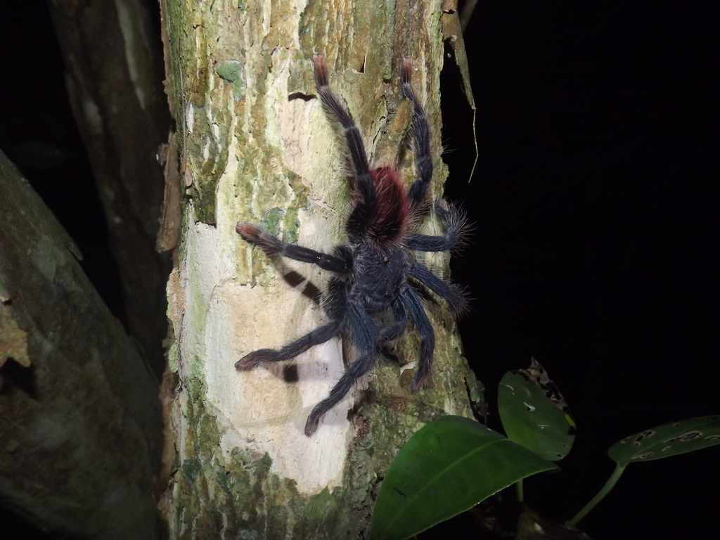 Peruvian Red-rump Tarantula from CC Pailayco, Picota Province, Peru on ...