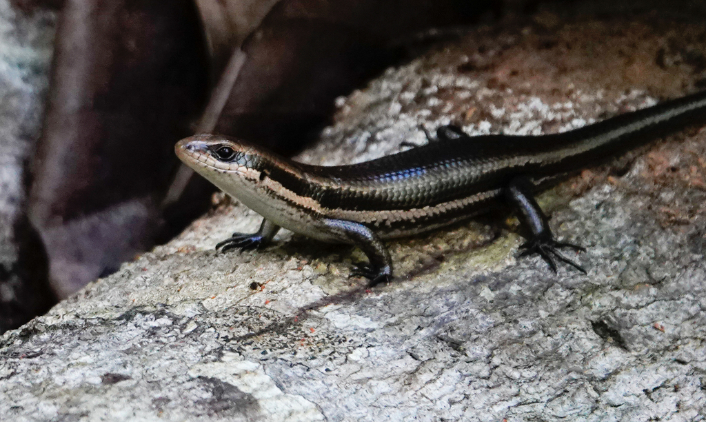 South American Spotted Skink from Rupununi Rd on January 16, 2025 at 02 ...
