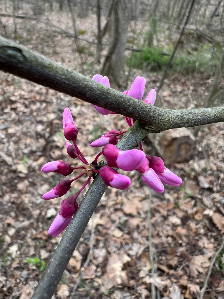 eastern redbud from Bainbridge, OH, US on April 14, 2025 at 11:03 AM by ...