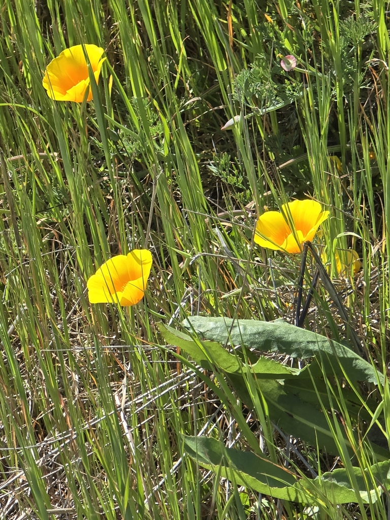 Desert Poppies from Channel Islands National Park, Channel Islands ...