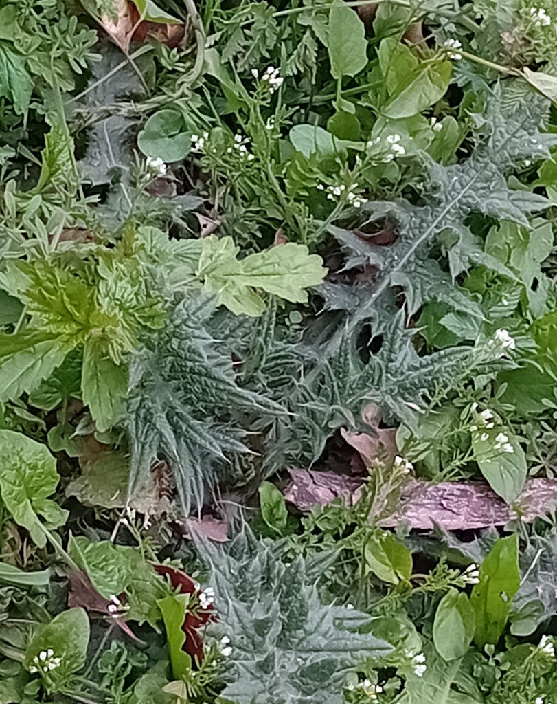 Bull Thistle from Nottingham NG7 2QY, UK on April 14, 2025 at 05:00 PM ...