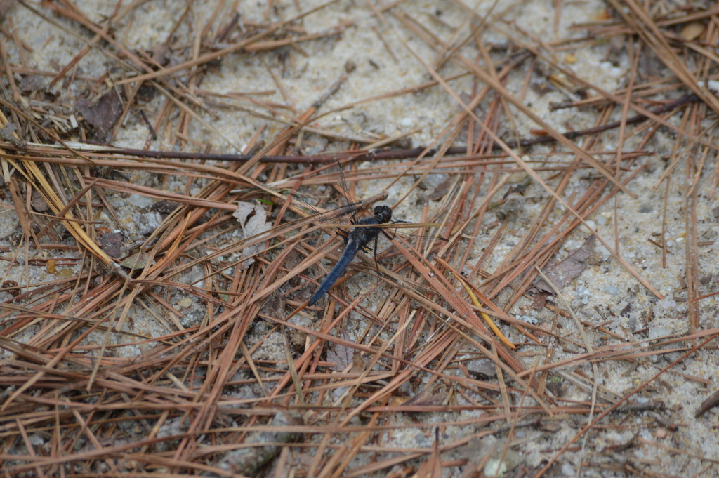 Blue Corporal from Caroline County, MD, USA on April 14, 2025 at 10:33 ...