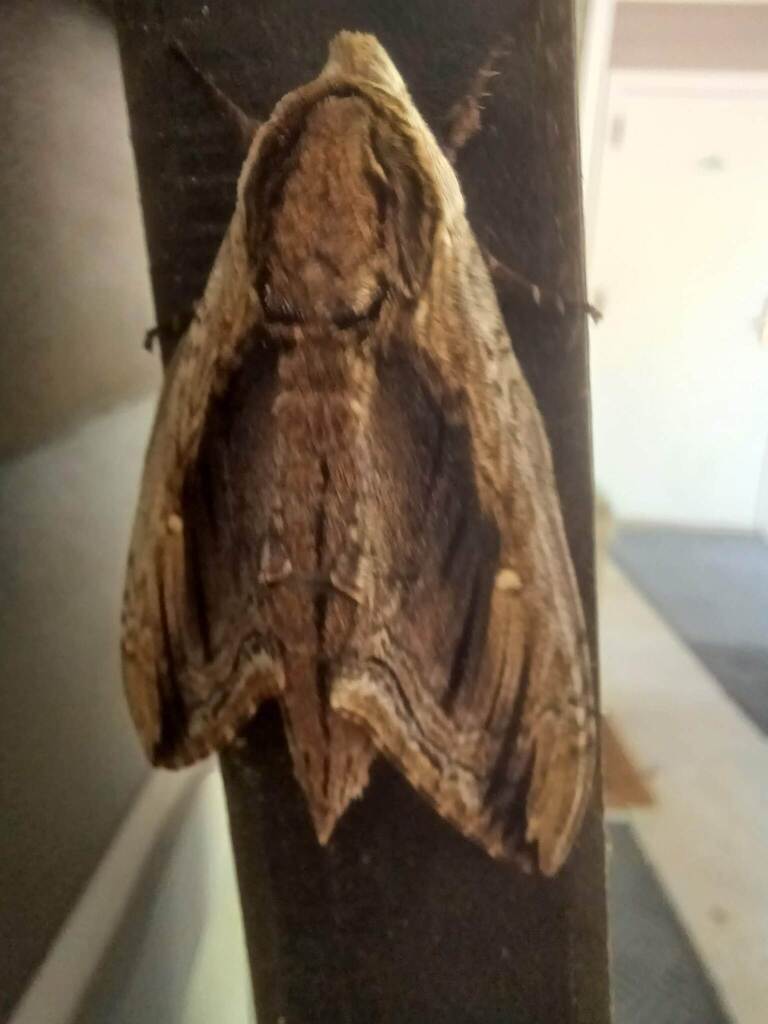 Elm Sphinx from Columbia, SC, USA on April 13, 2025 at 02:10 PM by ...