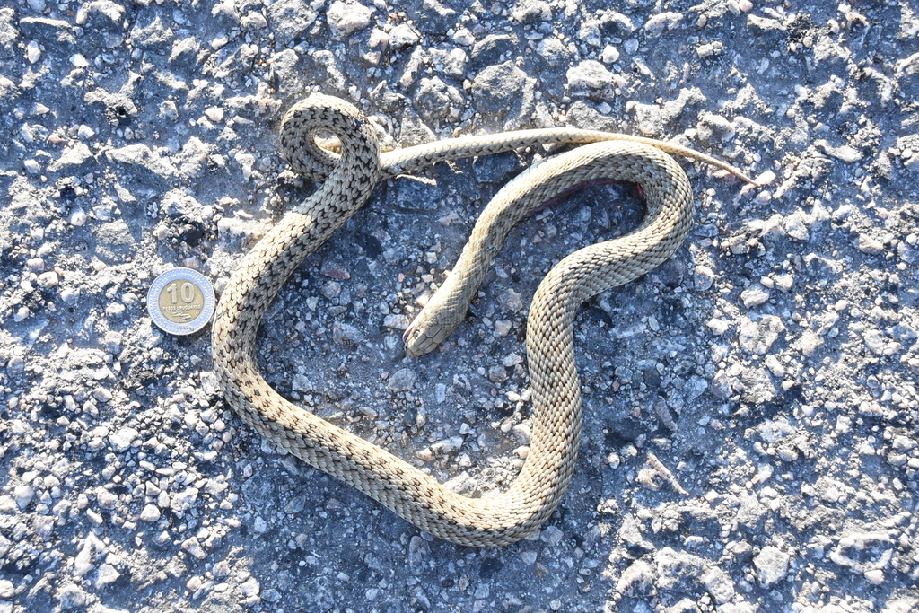 Patagonian Racer from Ruta 50, Colonia Department, Uruguay on September ...