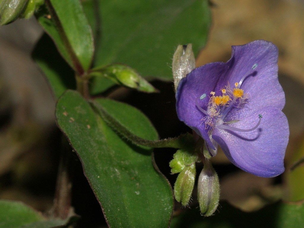Tinantia de Pringle (Plantas del Parque Ecológico Chipinque) · iNaturalist