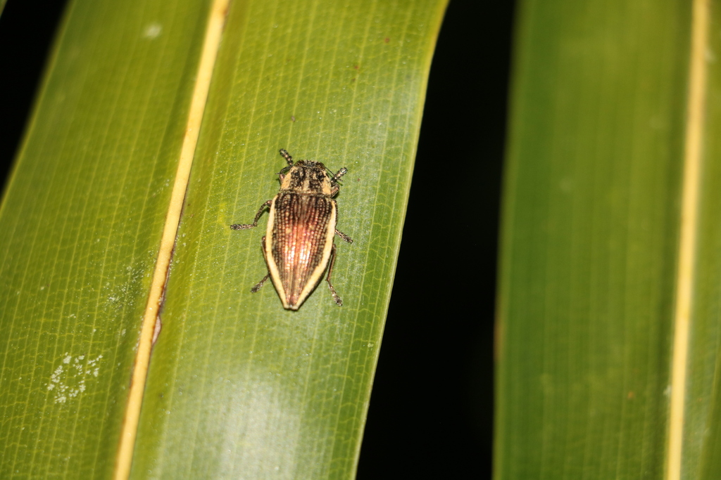 Polybothris laeta from Tsingoni 97680, Mayotte on April 14, 2025 at 08: ...