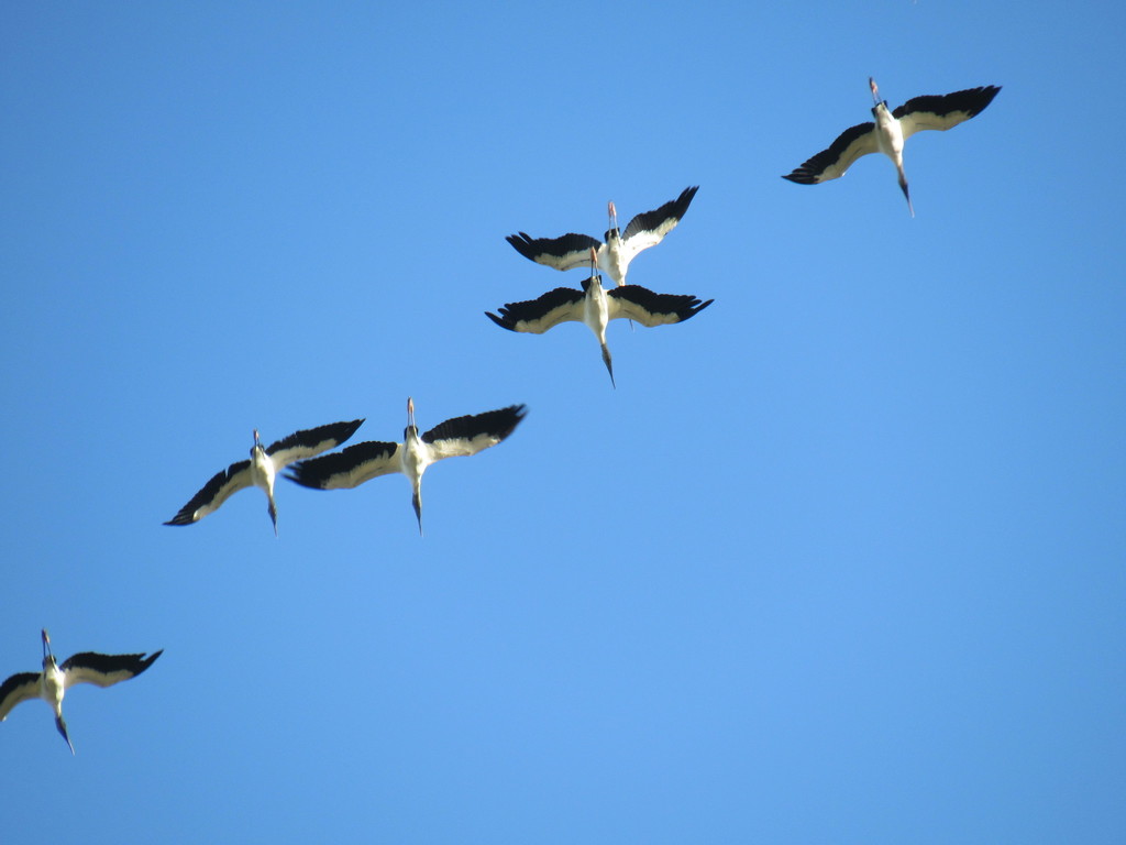 Wood Stork from Ratamosa, TX, USA on August 18, 2019 at 05:59 PM by ...