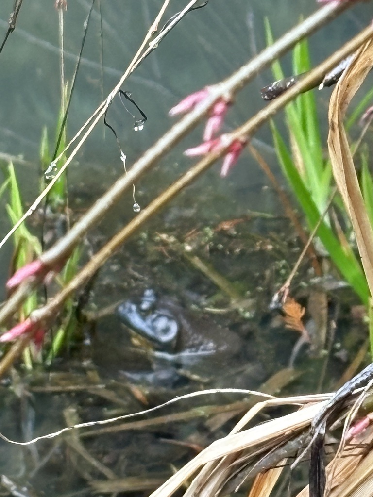 American Bullfrog from Arboretum, Seattle, WA 98112, USA on March 23 ...