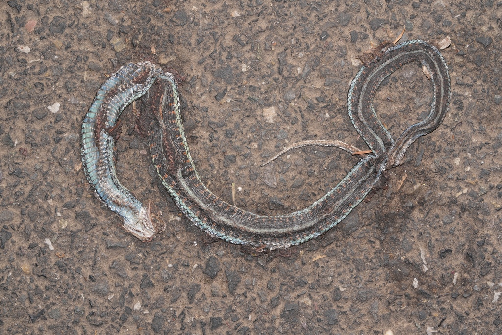 Common Garter Snake from Columbia River Gorge National Scenic Area ...