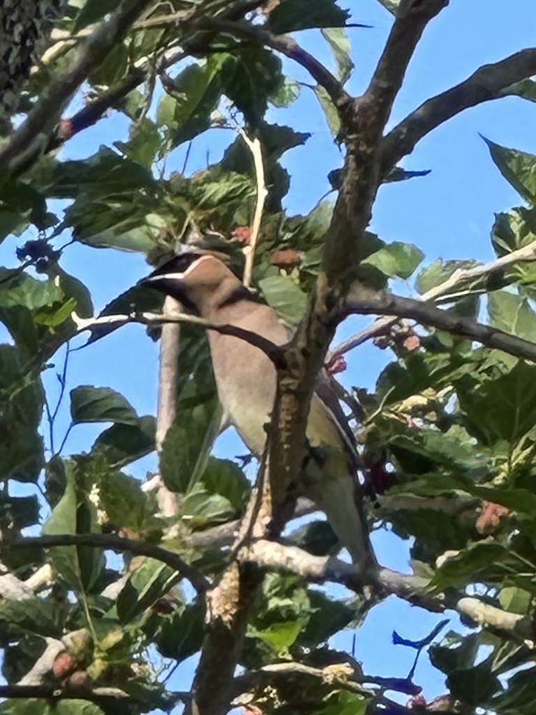 Cedar Waxwing from Courtyards Pl W, Jacksonville, FL, US on April 13 ...